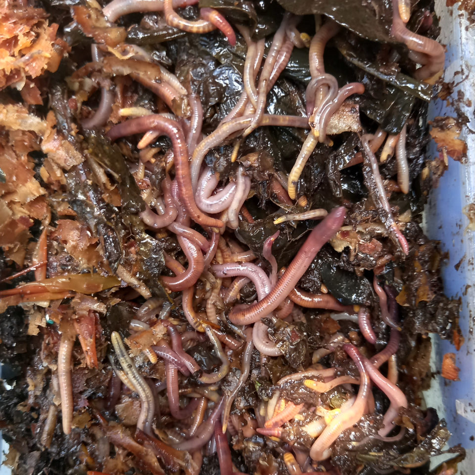 250g Composting Worms Tiger Worms (Eisenia Fetida) - Willow Bank ...